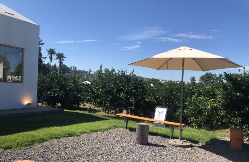 チェジュ島のみかんカフェ「dogot」に行った感想【行き方も解説】 | こりの日常